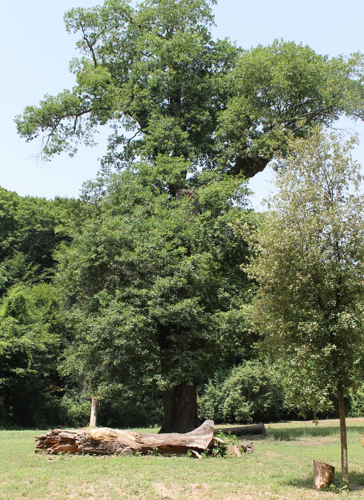 Ho incontrato un albero: Farnia