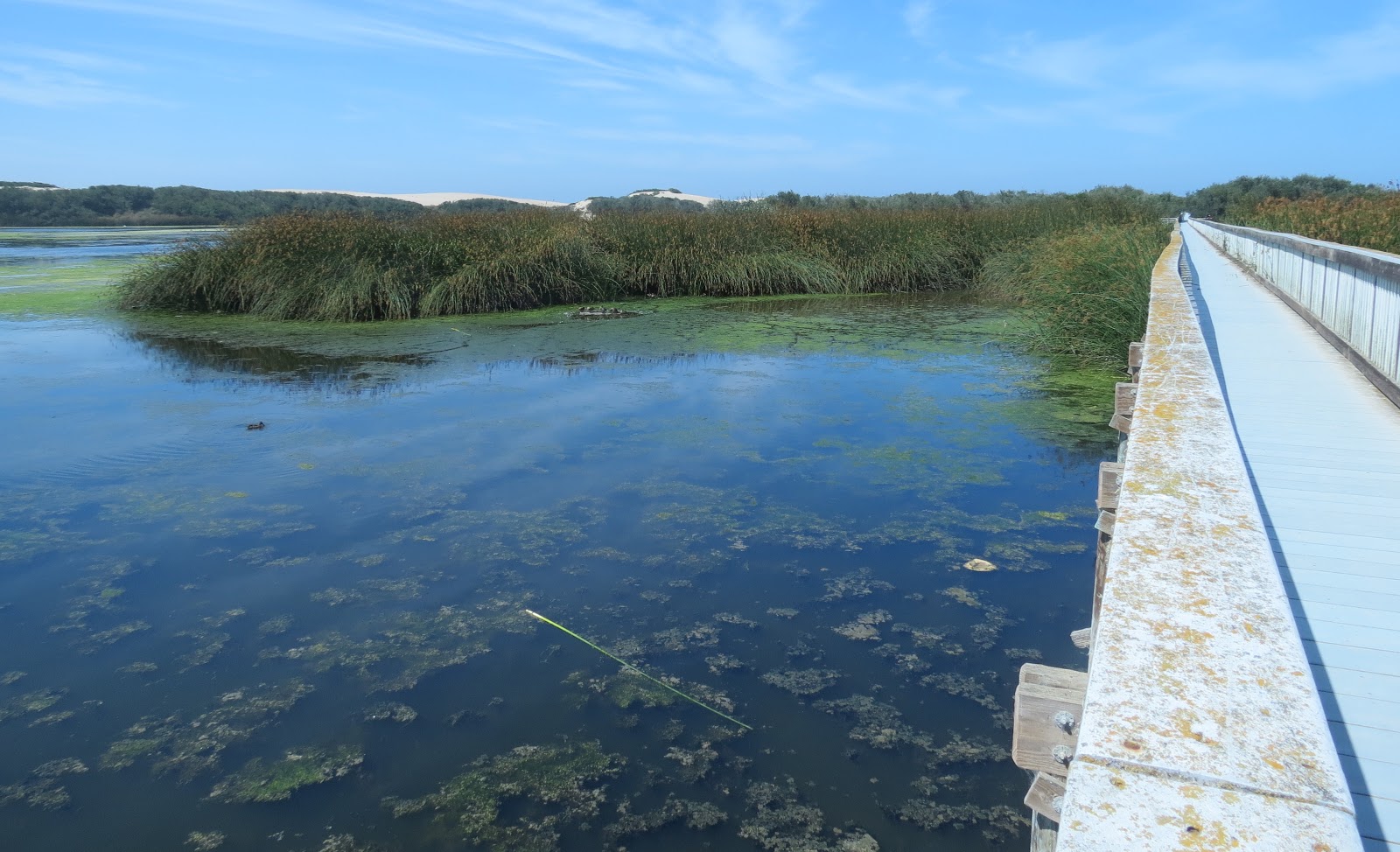 Oso Flaco Lake Needs Your voice! ~ Morro Coast Audubon Society