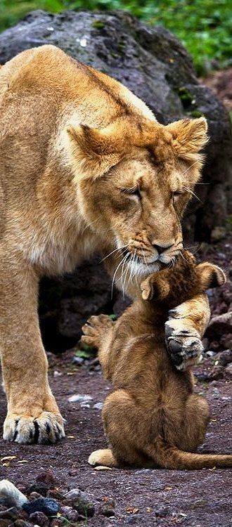 Of the grandest and most beautiful animals Photos | TOOOPIC