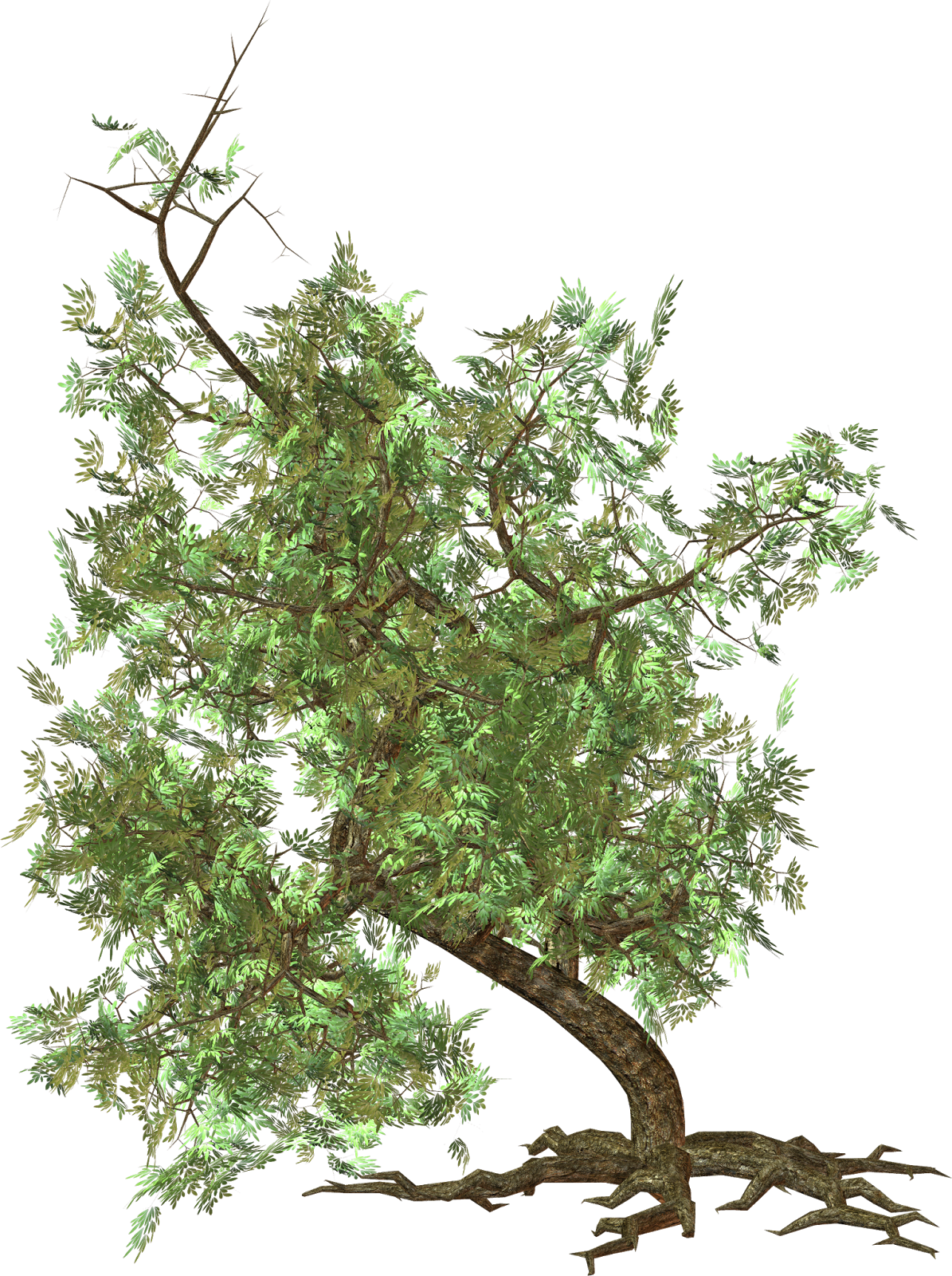 pouzolles textures : arbres,buissons et arbustes