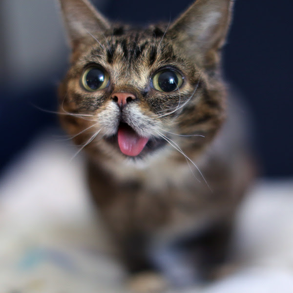 New Subscription Alert: The BUB CLUB! – See, Shop, Love!