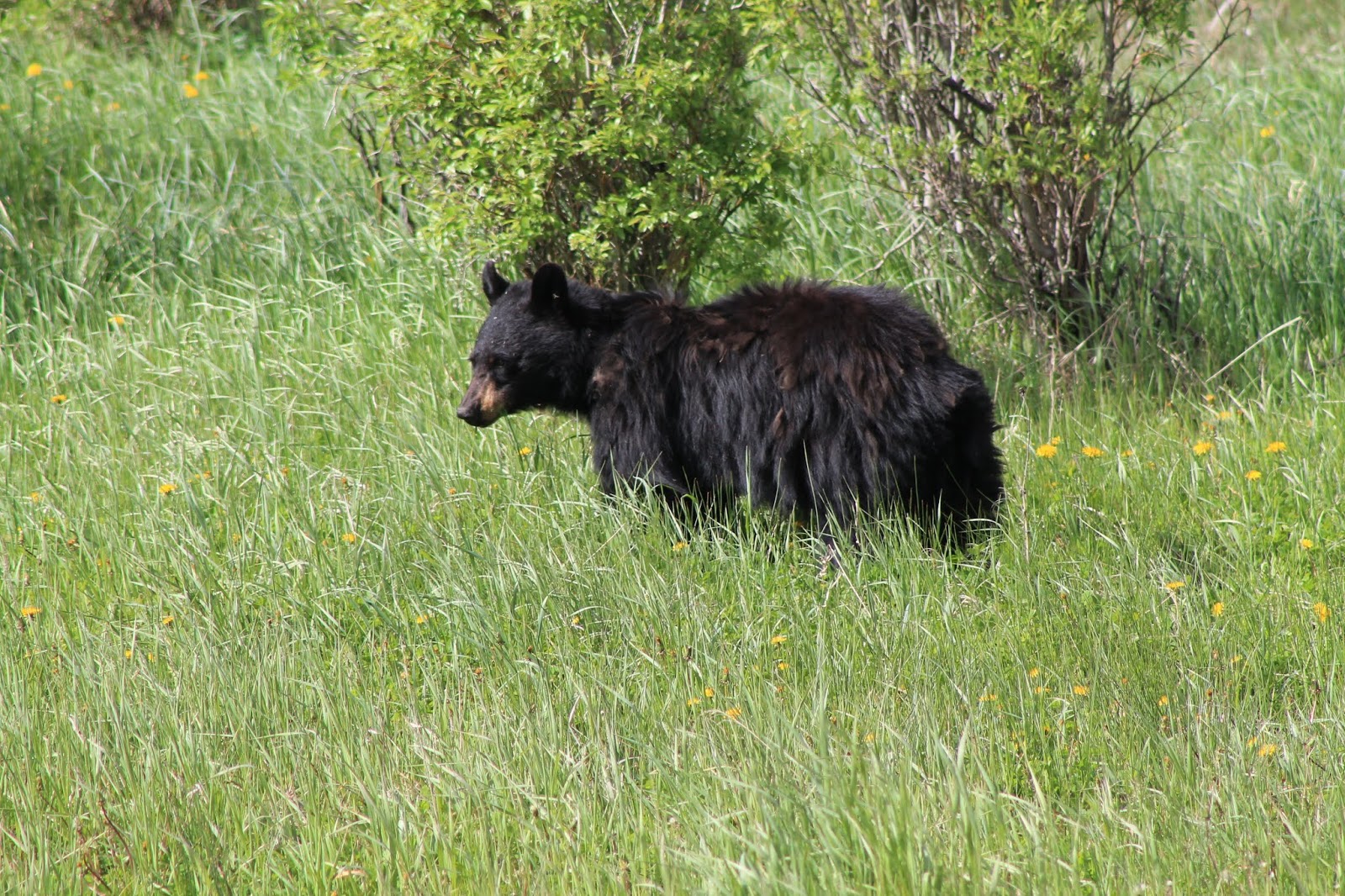 mkadventures: We live in the "BEARmuda Triangle"