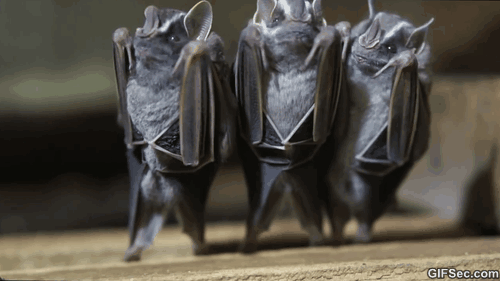 Perfil da Planta - Orquídeas, Histórias e Plantas Notáveis: Bulbophyllum fletcherianum Pearson 1914