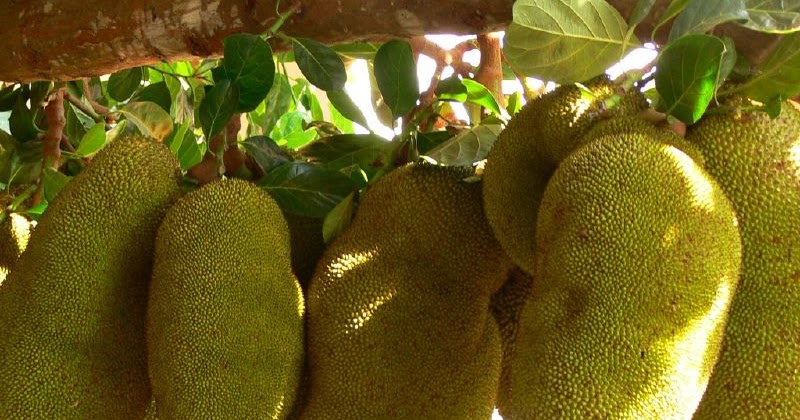 HÌNH ẢNH MẦM NON: HÌNH ẢNH QUẢ MÍT ĐẸP