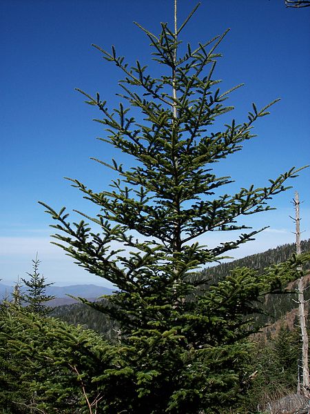 Blue Ridge Foothills & Lakes Virginia Master Naturalists: Fraser Fir ...