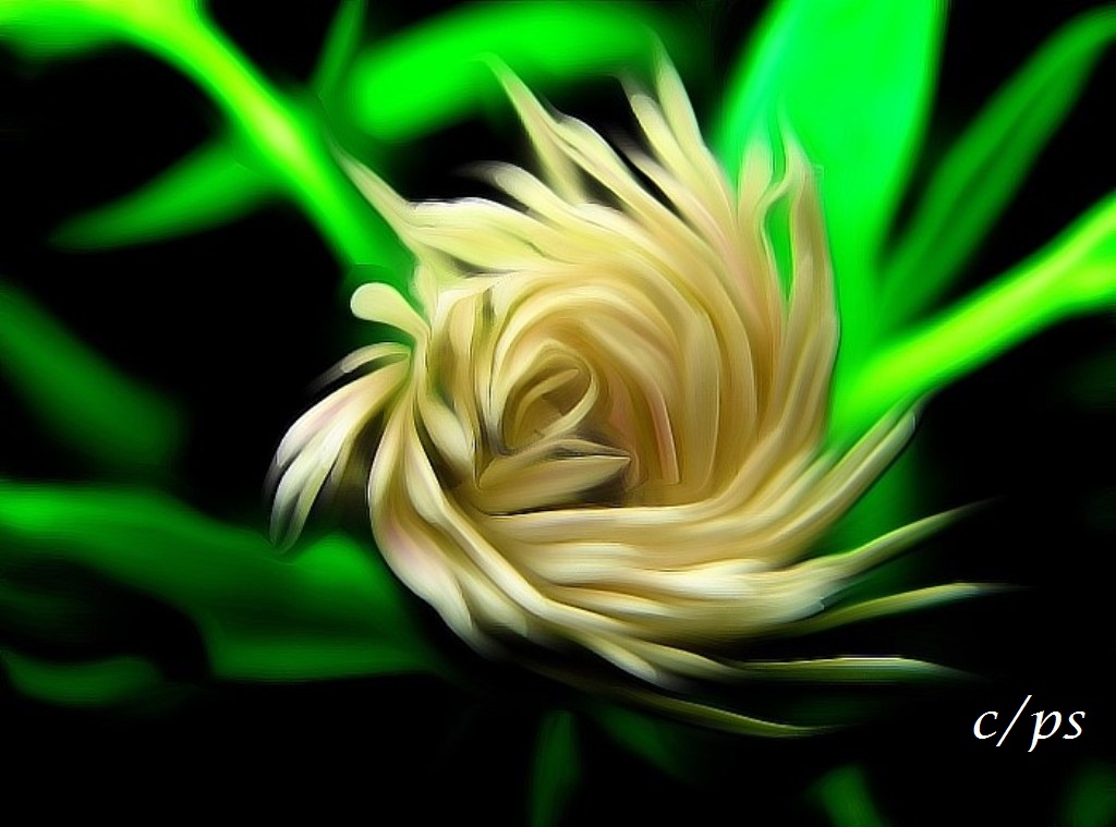 ps-pictureshop: Blumen, flores, Flower, fleurs, květiny, Flores, blomme ...