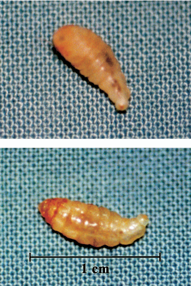 Myasis pada Hewan - Mydokterhewan