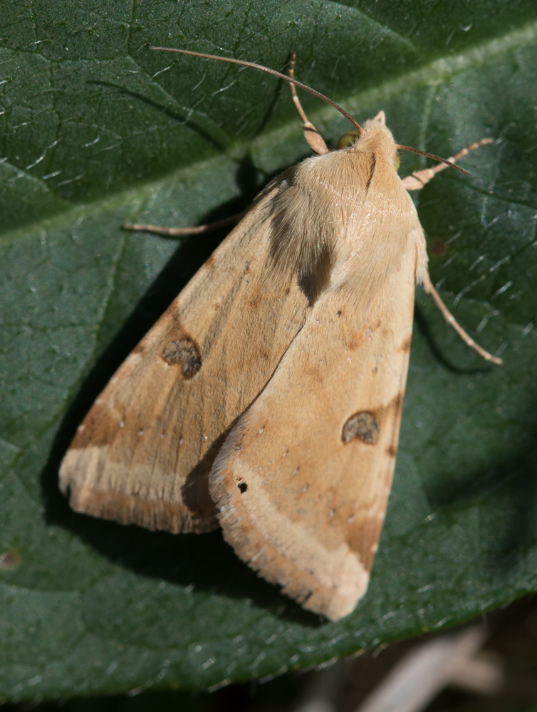 The Barley Birder: A buff moth and other bits and bobs on the Isle of Wight
