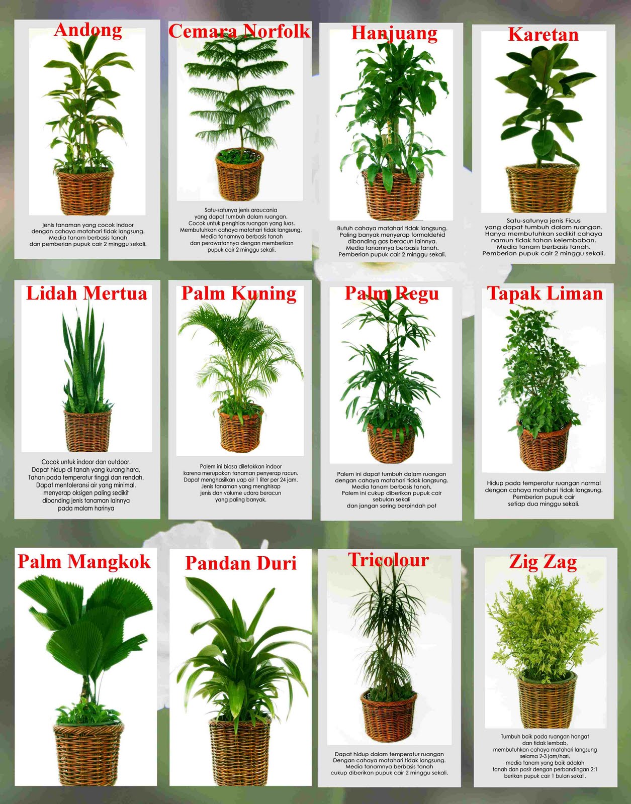 Puri Bunga Seruni: Tanaman Hias