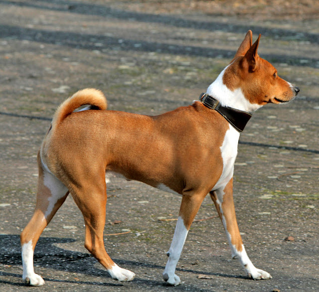 Basenji - Vigilant Hunting Dog Breeds | Best Puppys