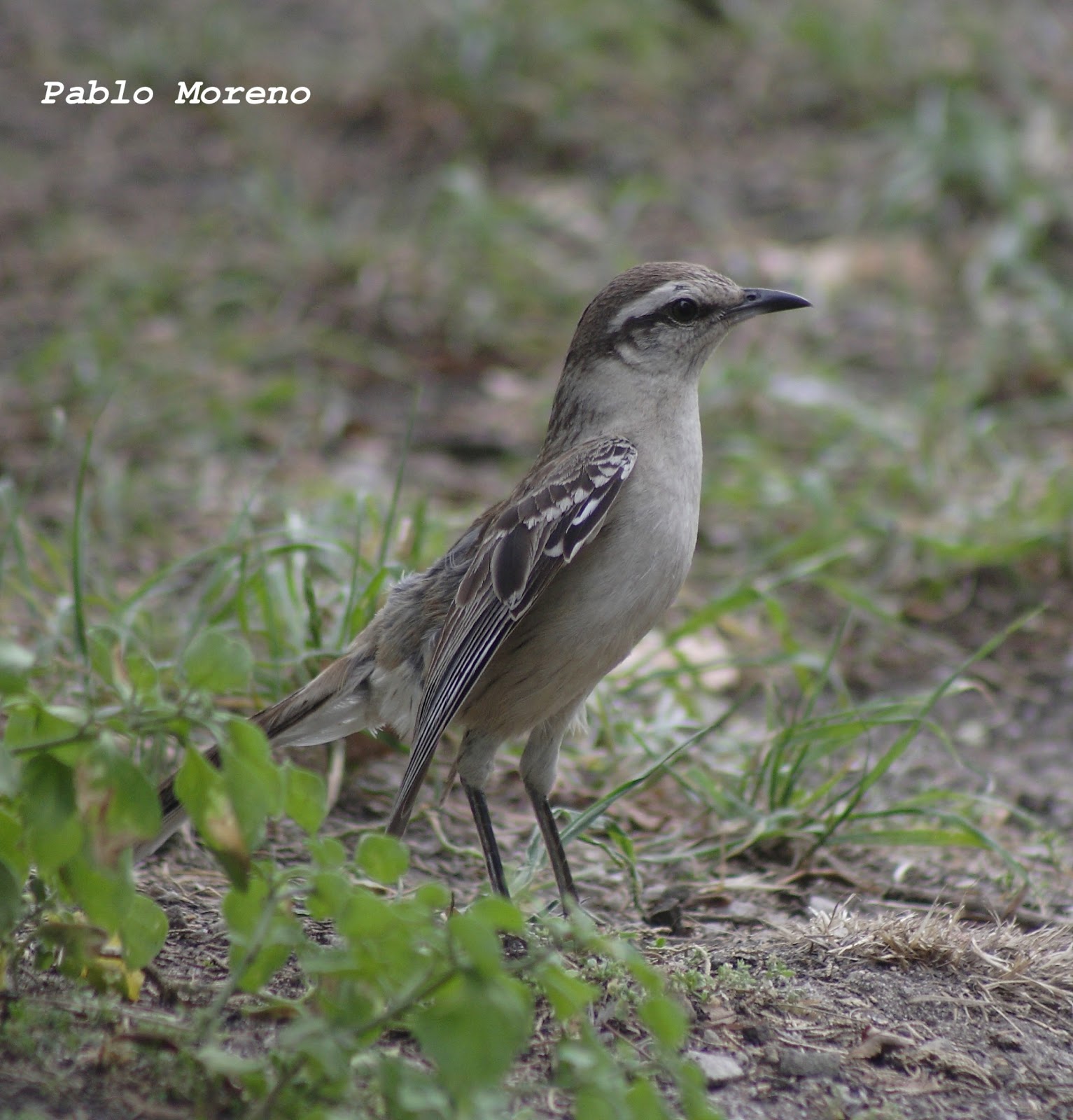 Aves de Mendoza: Calandria grande o comun( Mimus saturninus)