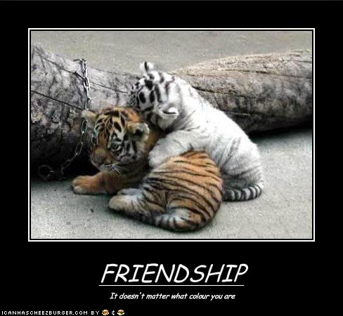 funny tiger cub pictures ~ Christine O'Donnell