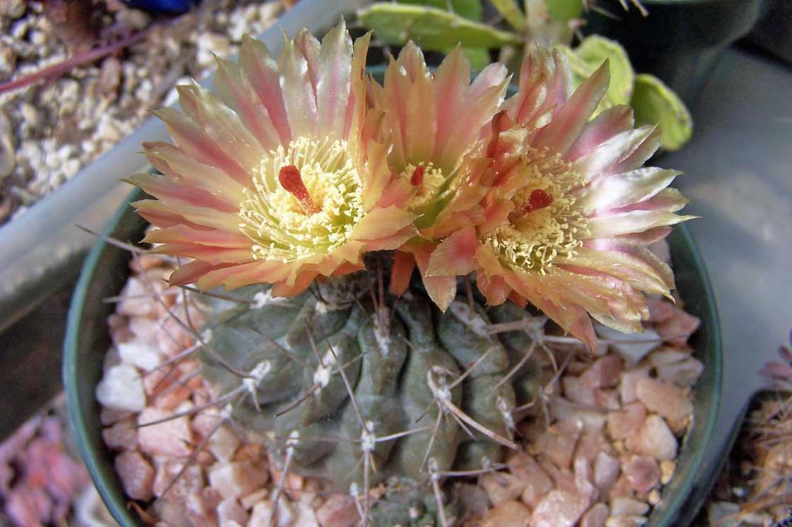 Oregon Cactus Blog: Eriosyce heinrichiana var. setosiflora