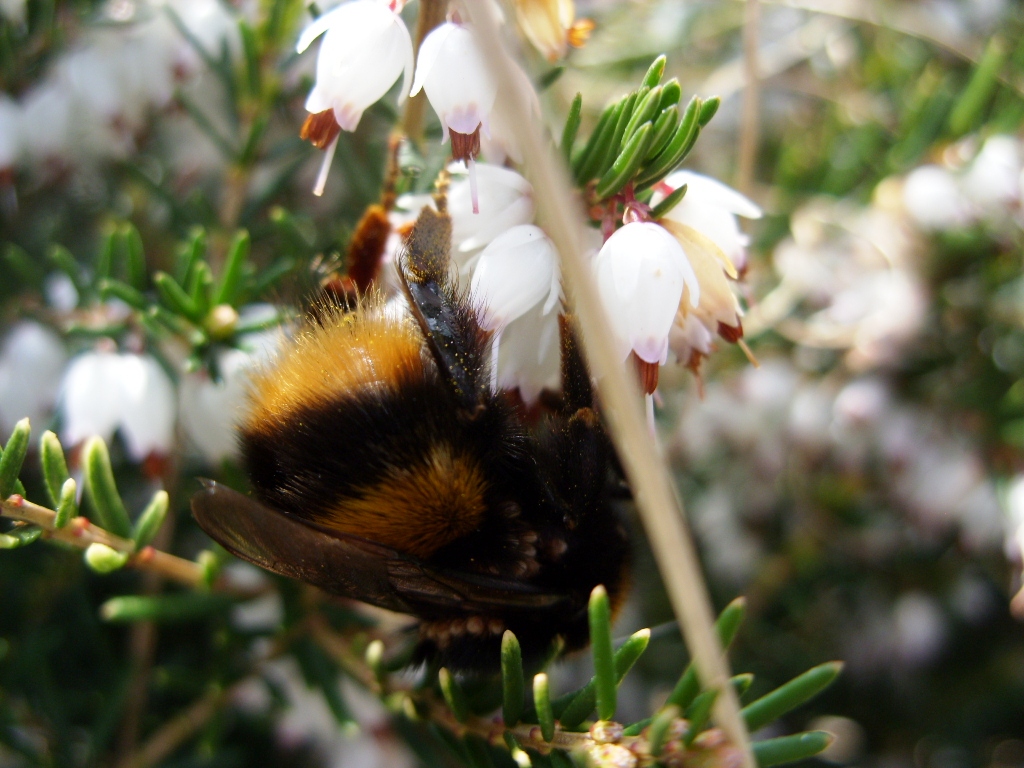 Kelli's Northern Ireland Garden: Busy Bees