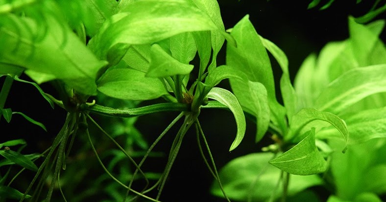 Mengenal Amazon Sword ~ Aquascape Batang