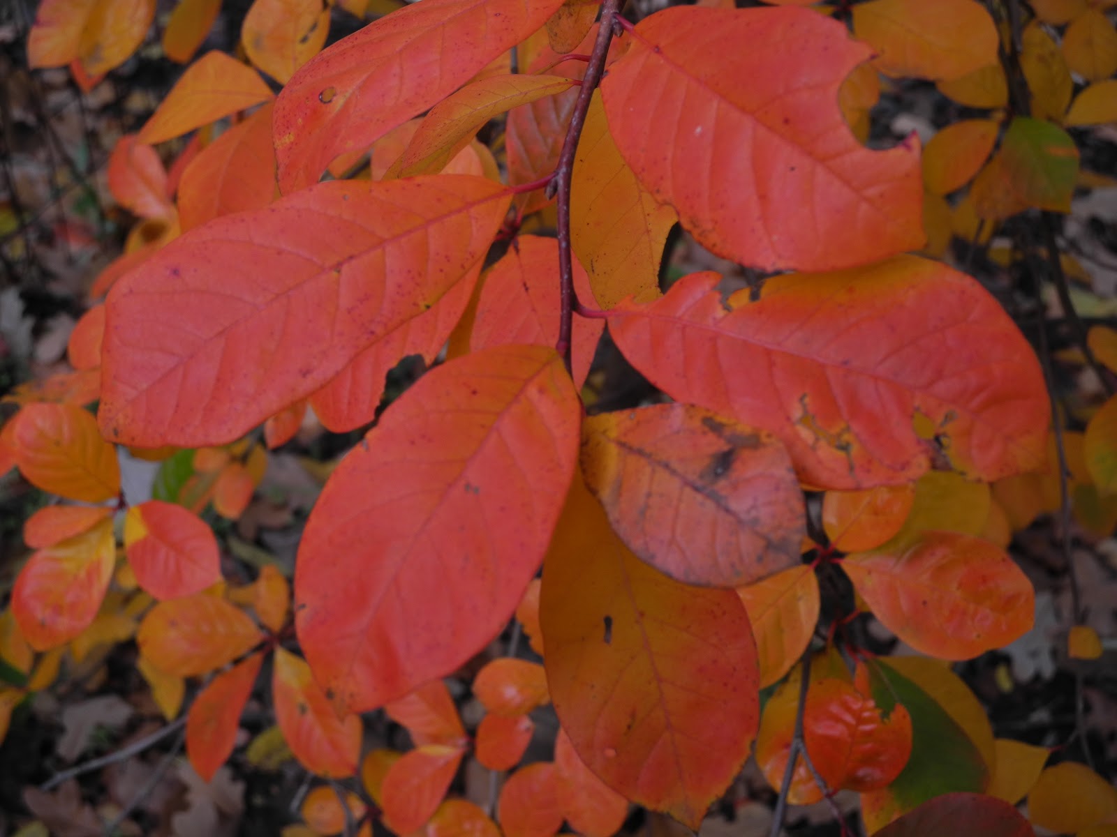 The Phytophactor: Fall color to plant - Black Tupelo