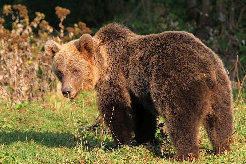 Balkan Lov: SMEĐI MEDVJED - URSUS ARCTOS