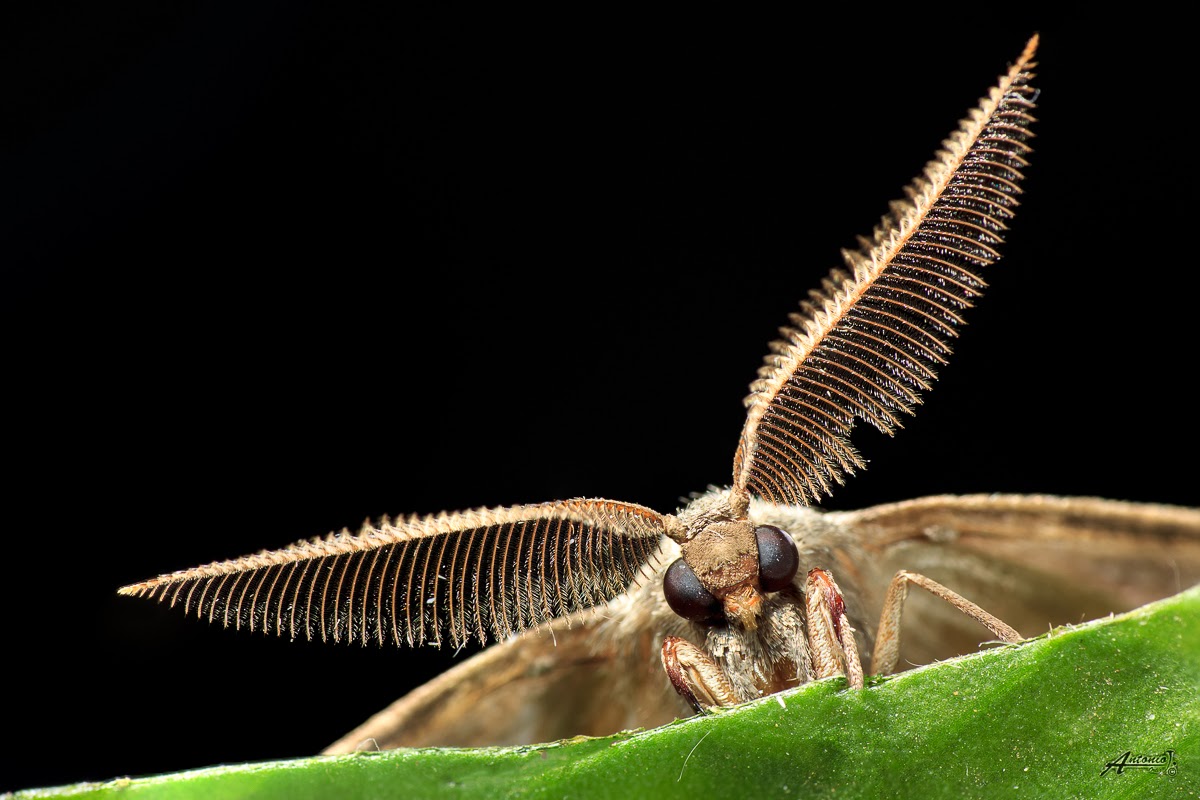 afonama: Polilla