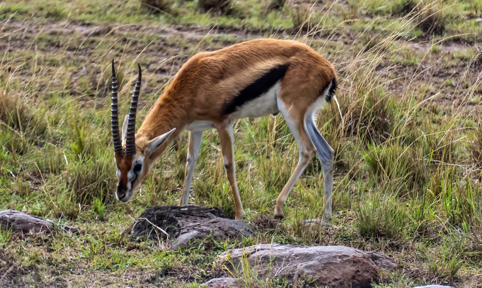 Cannundrums: Thomson's Gazelle
