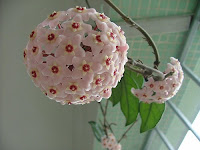 Vendo bulbos de flores naturais: Flor-de-cera (Hoya carnosa)