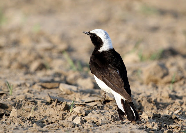 Richard Smith - Birdwatching Days Out: ROMANIA, Sinoe, Constanta, Part ...