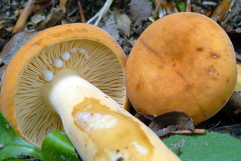 Funghi Teramani: Lactarius volemus (Fr.) Fr.