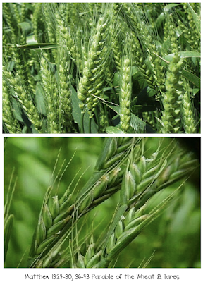 Week 12: Parable of The Wheat & Tares
