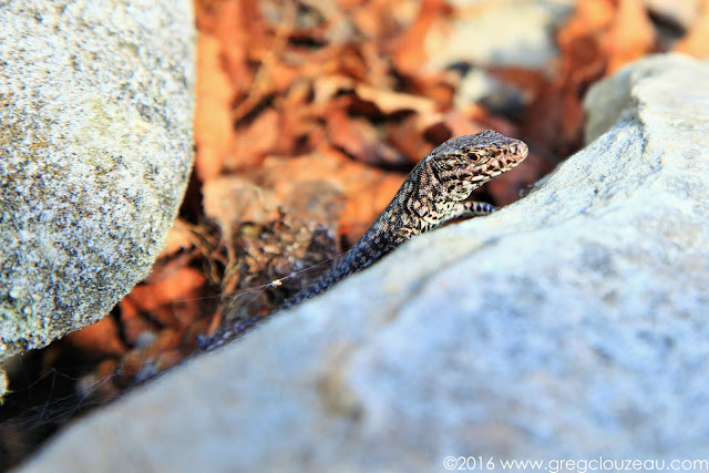 Les lézards de Fontainebleau ~ FontaineBleau Passion