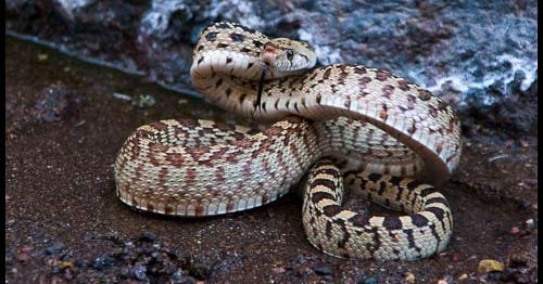 New Mexico PhotoJournal: Bull Snake