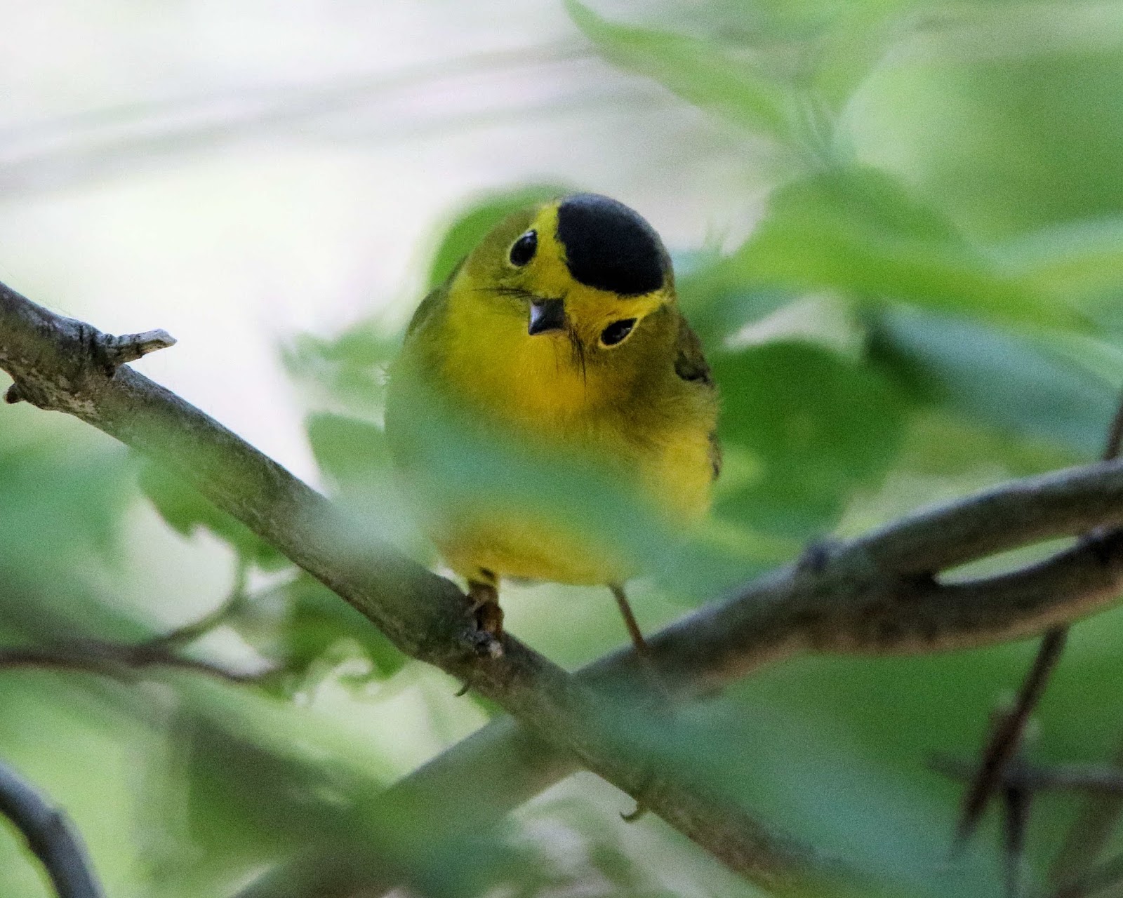 Birds from Behind : Watching and Seeing...