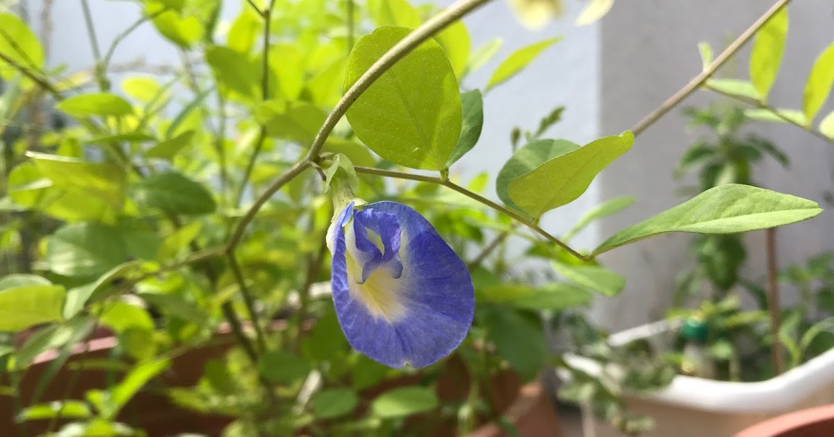 My Little Princess and Prince: 27 Oct 2018 - Blue Pea Flower
