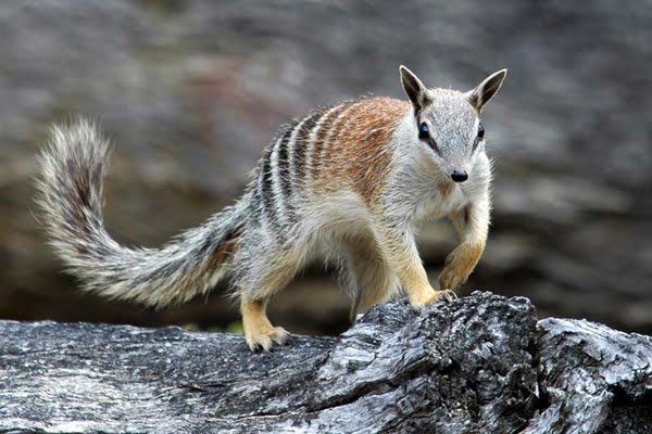 Numbat Animal | Facts Information And Pictures| | All Wildlife Photographs