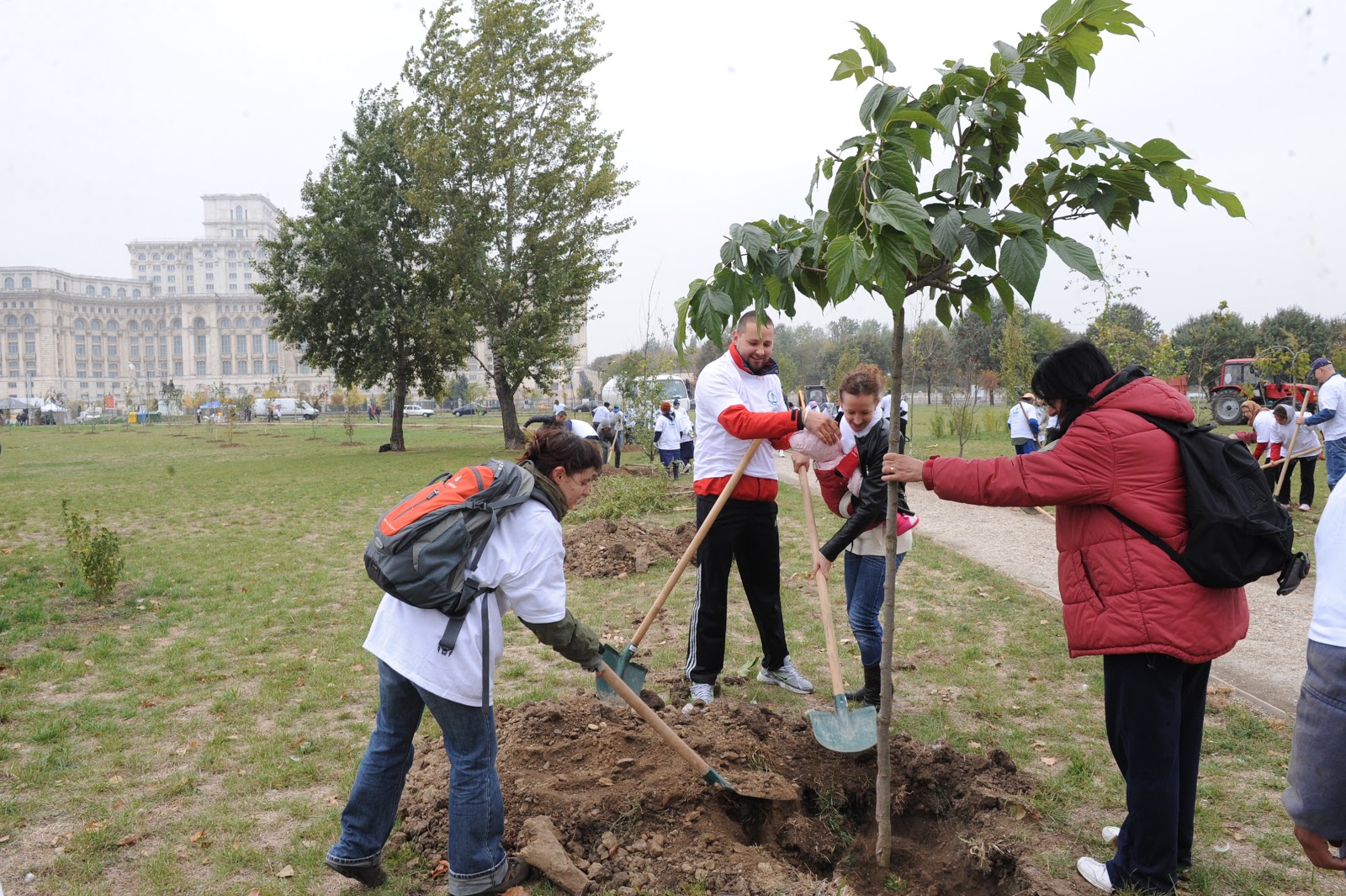 Un-doi-trei...crestem maricei: La plantat de copacei