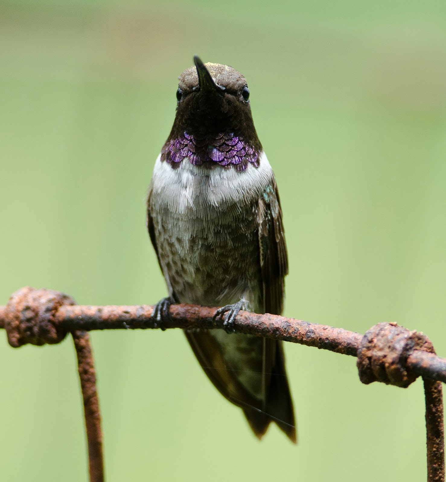 Gordon's Birding Adventures: Hummingbirds in Arizona