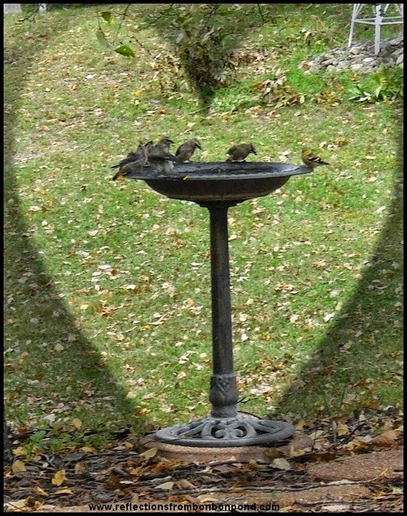 Reflections from Bon Bon Pond: Welcome, Cedar Waxwings!