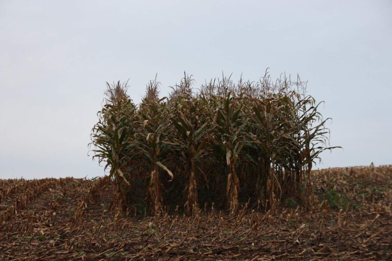 Anja's Photo Journal: Corn Silage