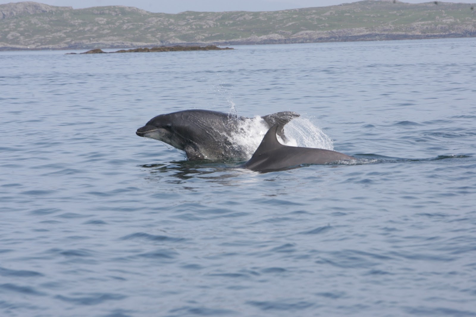 Irish bottlenose dolphin project