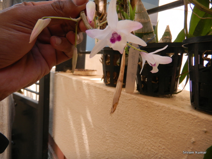 Happy-Orchids: Dendrobium transparens