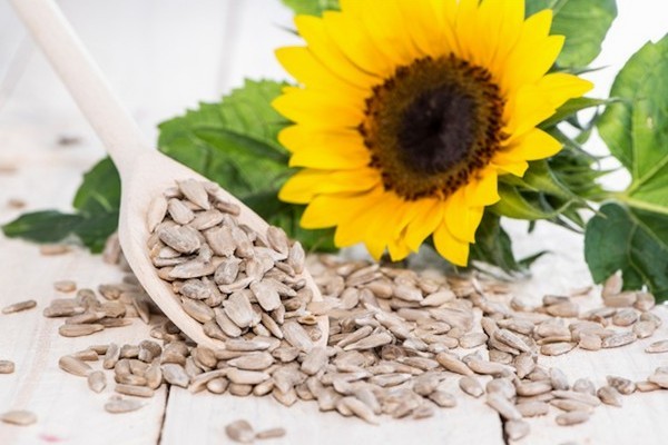 14 Manfaat Biji Bunga Matahari Untuk Pengobatan Alami - Obat Alami
