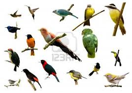 clasificacion de los aves
