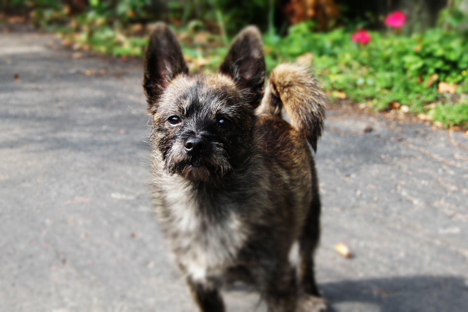 Give a dog a bone....: Bengal... the "puppy in the window"... the ...