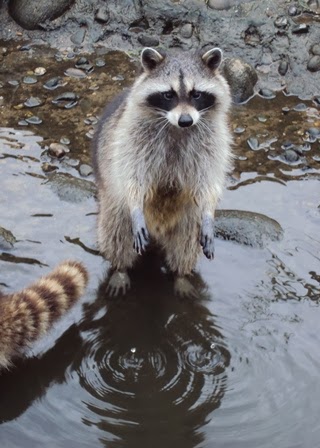 Angela Kuckartz: Raccoons from Rotterdam Zoo (Diergaarde Blijdorp)