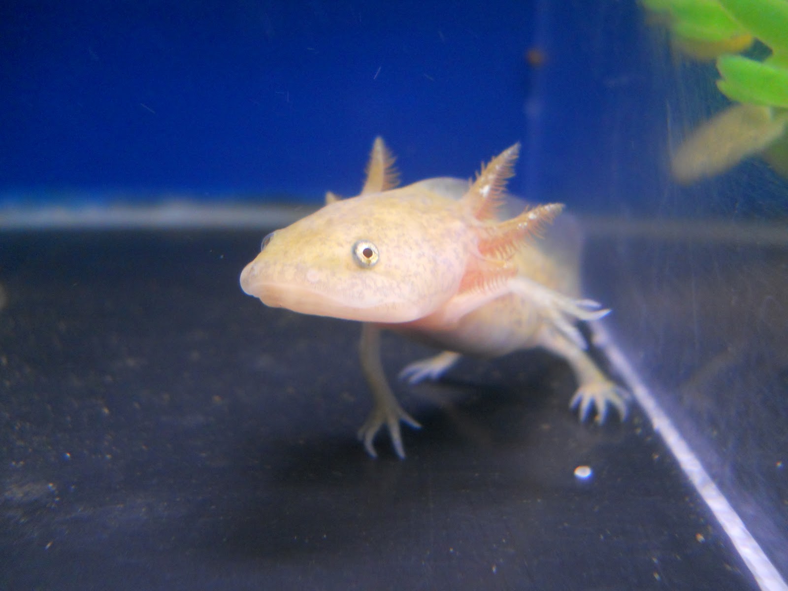 All About Axolotls: Axolotl Colours