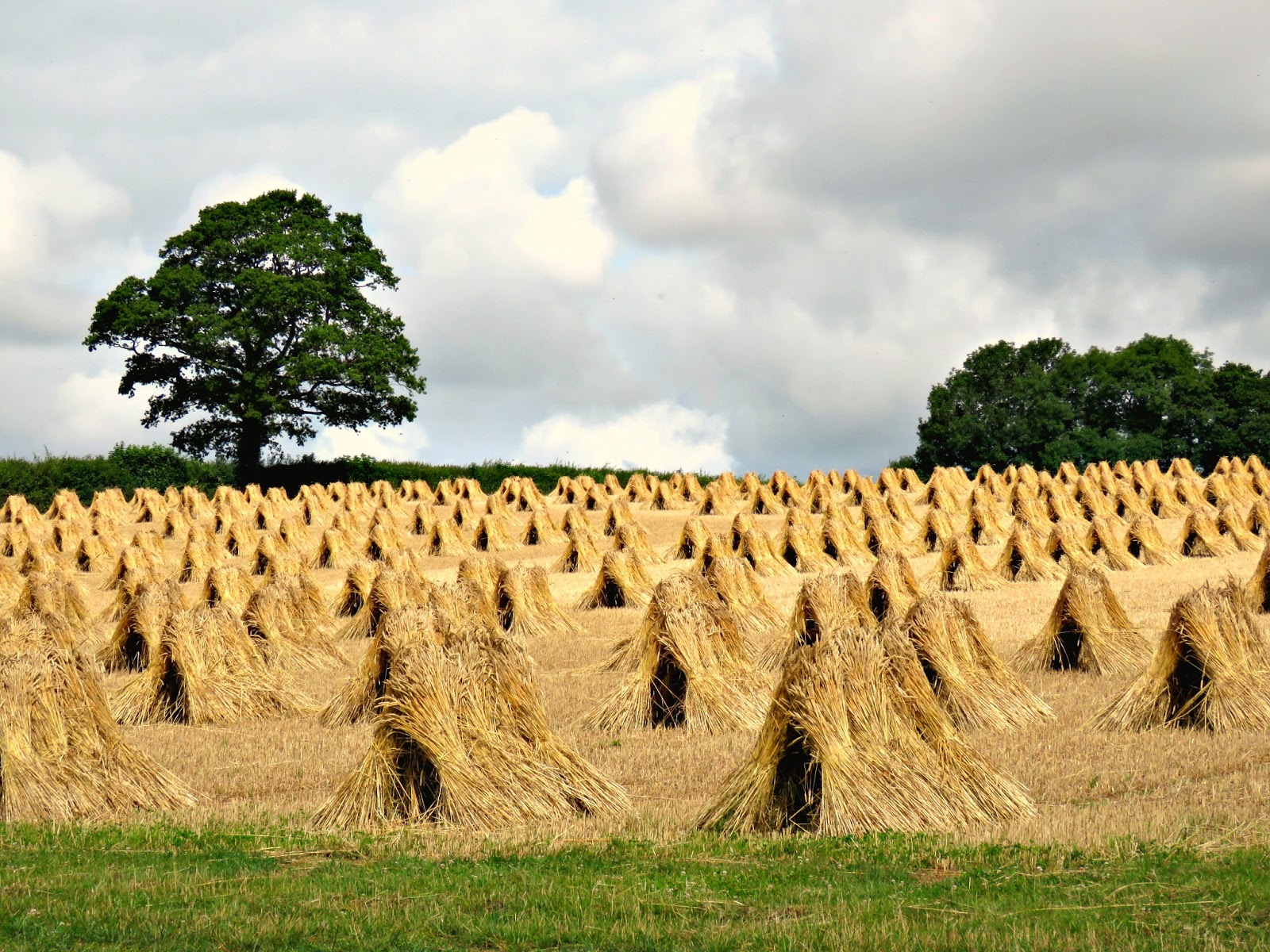 just saying ...: Traditional Devonshire Long Straw ... for thatching ...