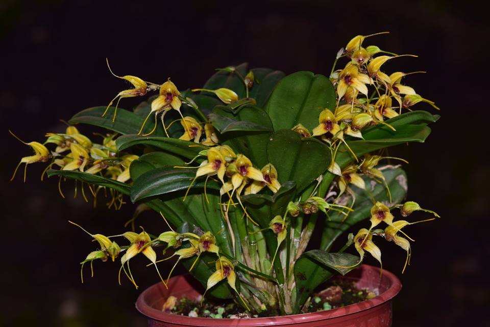 Masdevallia staaliana care and culture | Travaldo's blog