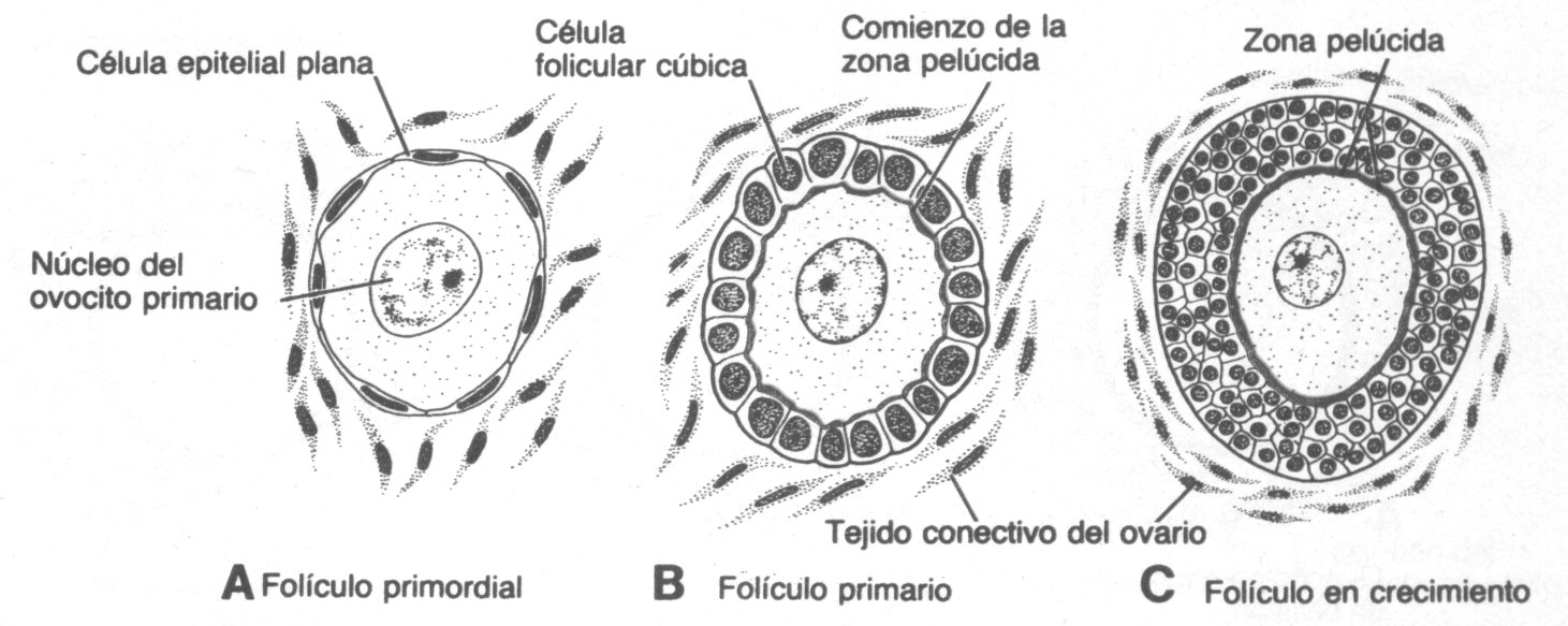 TALLER DE BIOLOGÌA: HISTOLOGÍA DE LOS SISTEMAS REPRODUCTORES