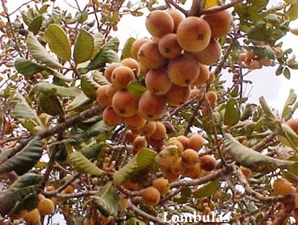 Bilhete de Identidade da Fruta: Fevereiro 2014