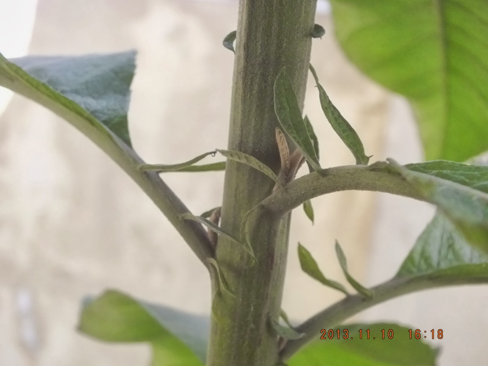 Photography with Dr. Ernie.: Alibhon or Sambong