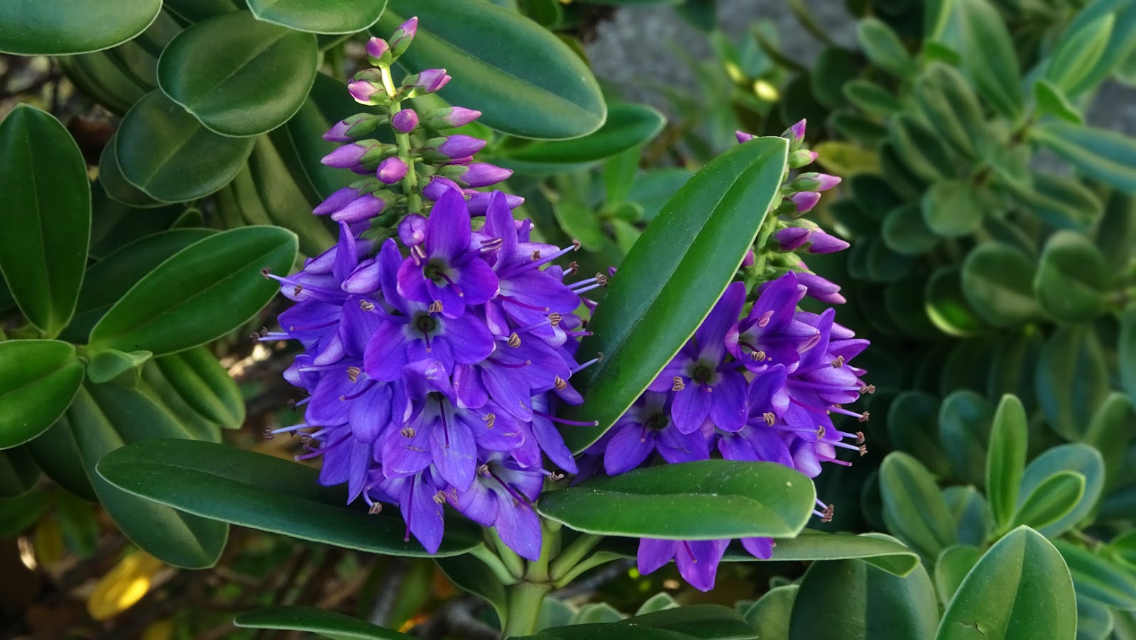 FLORAL FRIDAY FOTOS: FFF248 - HEBE 'BLUE GEM'