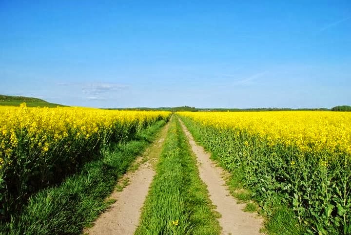 Village - Mustard, Sarso fields, Crops, Punjab, Pakistan - Karamat Adeel